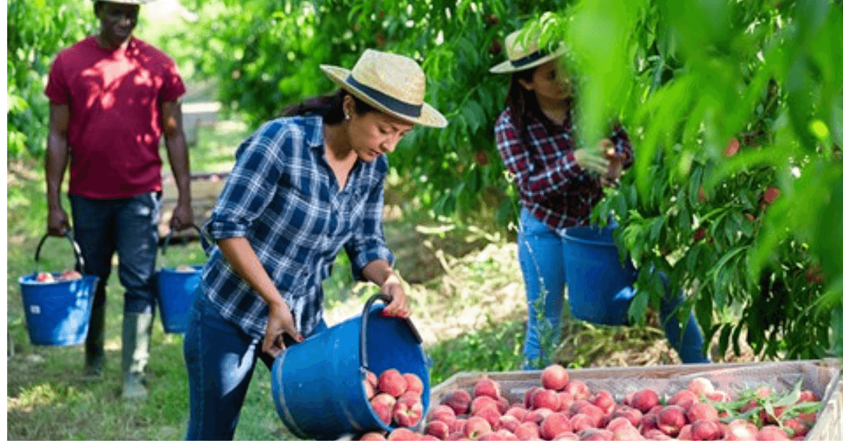 Farm Worker Fruit Picking Jobs Australia Seasonal Work